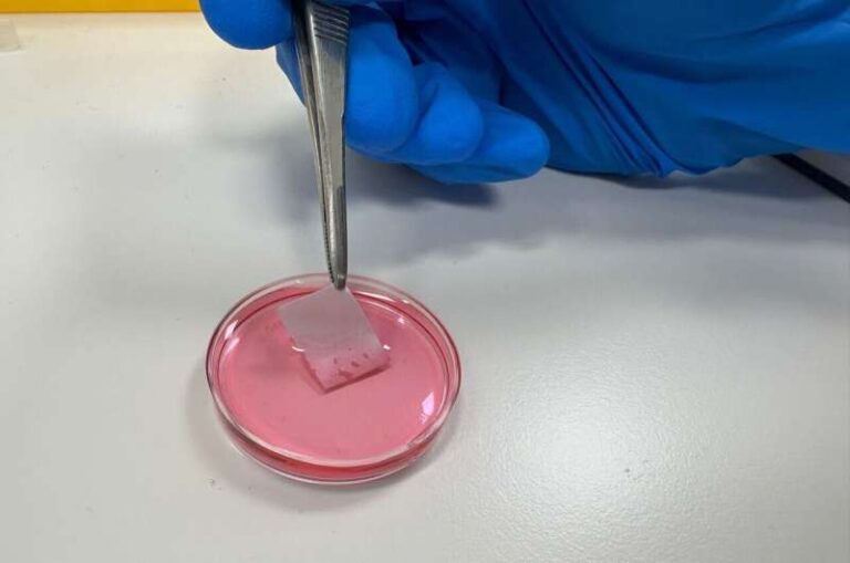 Bioengineered skin doubles burn healing speed in preclinical models ...