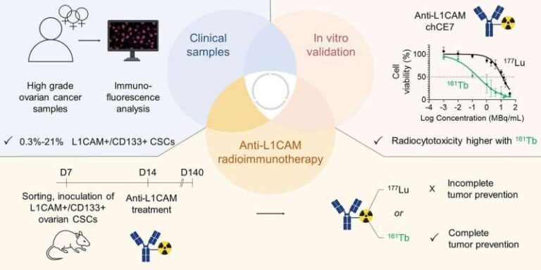 Novel radioimmunotherapy eradicates cancer stem cells in ovarian cancer ...