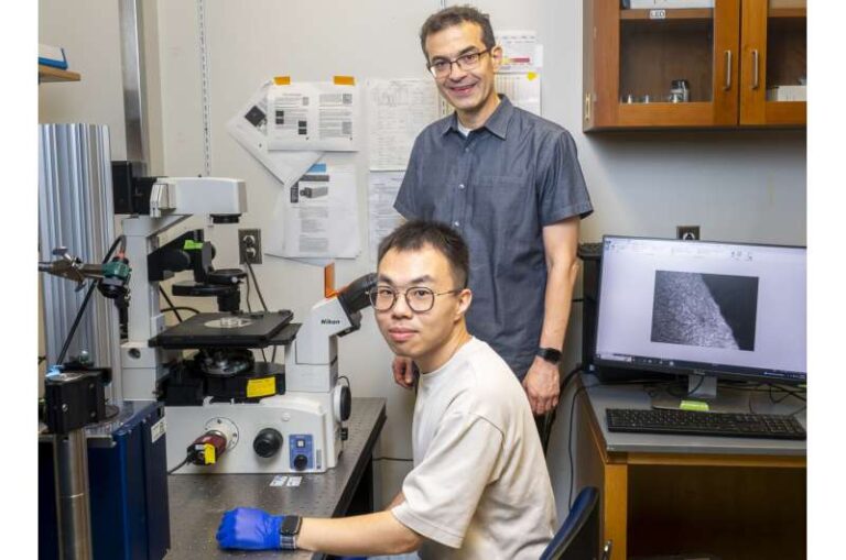 Gene therapy restores functionality in nonhuman primates after heart ...