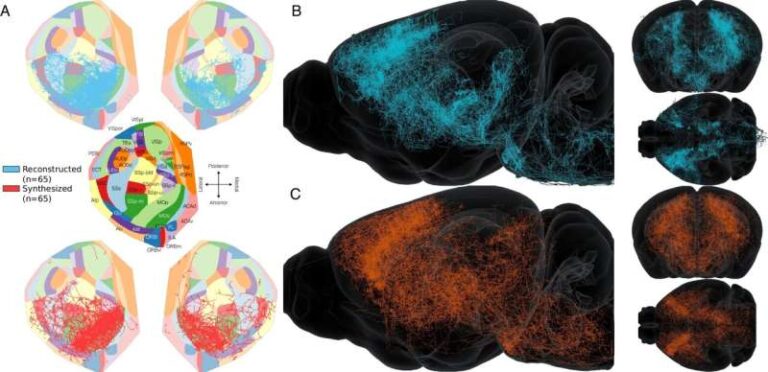 Scientists create realistic brain-wide connection maps through digital ...