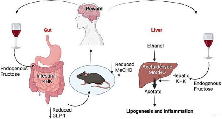 Enzyme linked to alcoholism - Start Medical Product Development